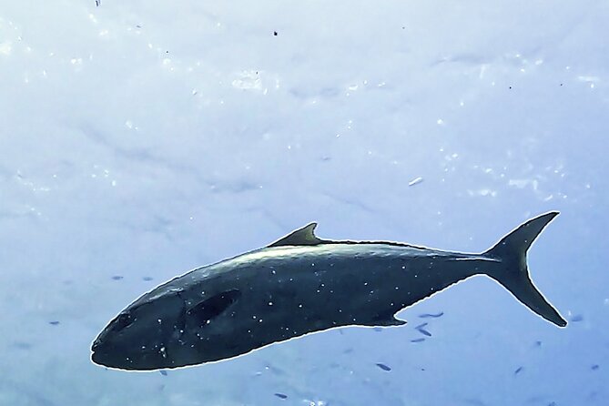 Diving baptism in the Montgrí Natural Park - FAQ