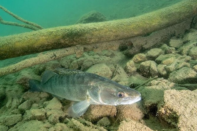 Diving Bled - Preparing for the Scuba Diving Adventure