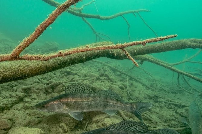 Diving Bled - Inclusions and Meeting Point