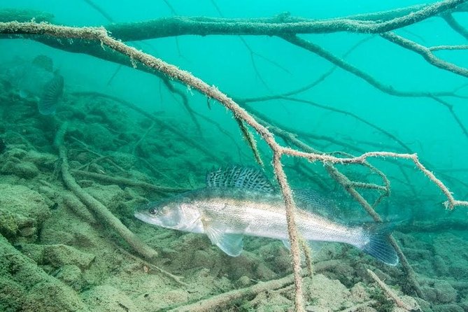 Diving Bled - Cancellation Policy and Pricing