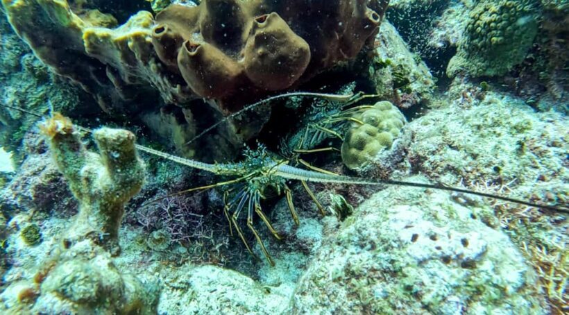 diving catalina island from punta cana - Value and Practicalities