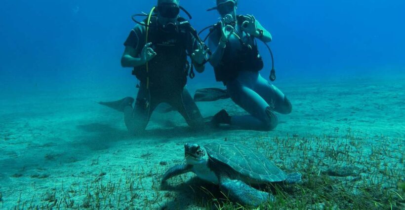 Diving course for beginners in turtle area Tenerife - An Introduction to the Tenerife Underwater Adventure
