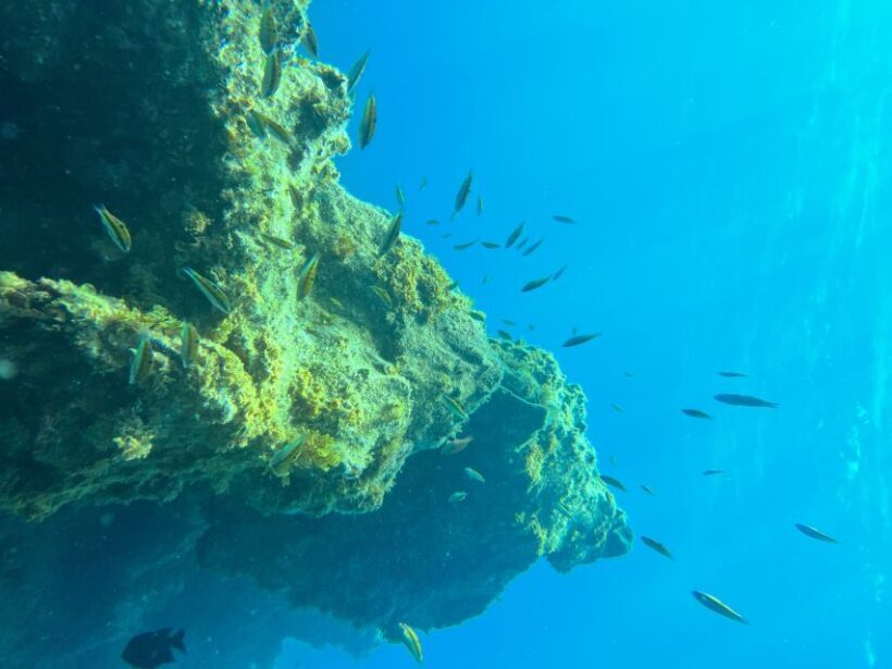 Diving course for beginners in turtle area Tenerife - The Practicalities: Price, Duration, and Logistics