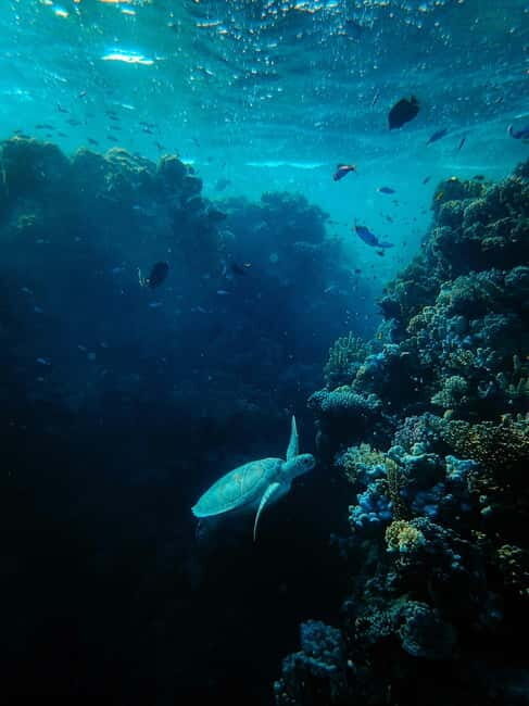 Diving course site for Beginers in Tulamben - FAQ: Your Questions Answered