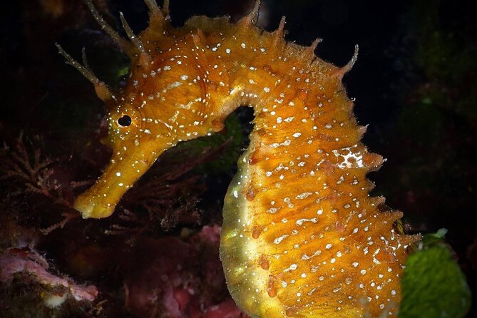 Diving Course with PADI Certification in Costa Brava - Key Points