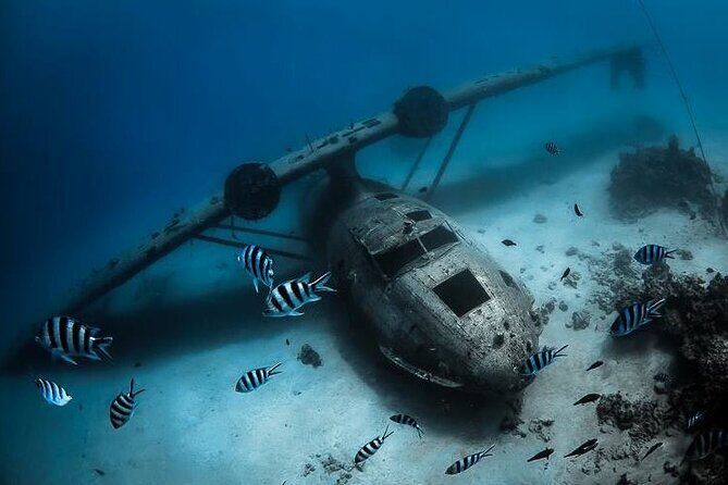 Diving day - An In-Depth Look at the Tahiti Diving Experience