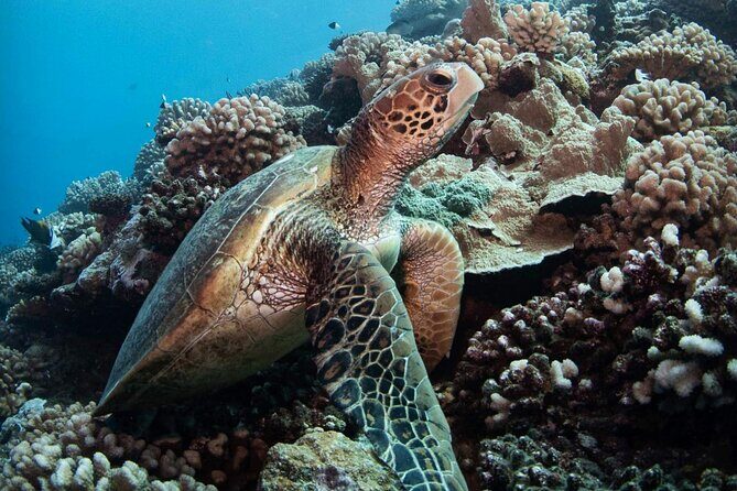Diving day - The Sum Up