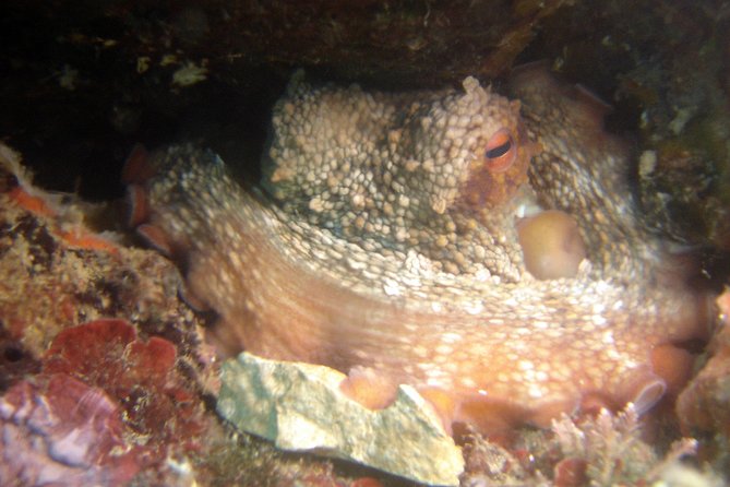 Diving Day Tour With 2 Dives - Accessibility and Health Requirements