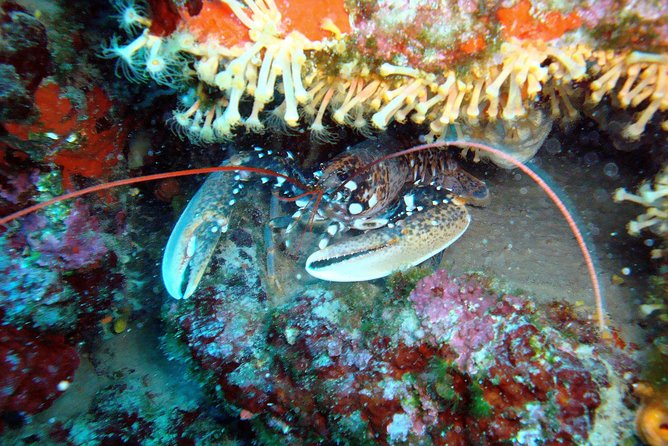 Diving Day Tour With 2 Dives - Pricing and Payment Options