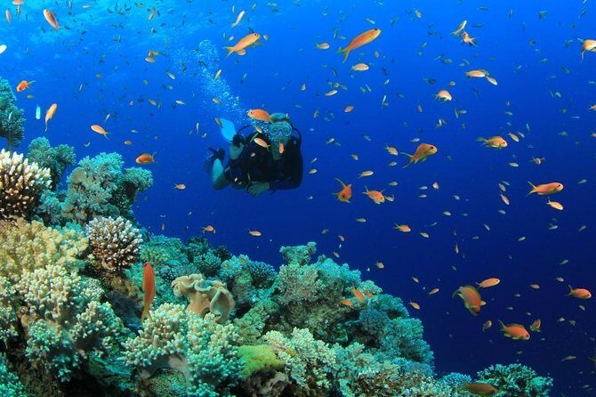 Diving (For Beginner diver) - Pattaya - What to Expect from the Pattaya Beginner Diving Experience