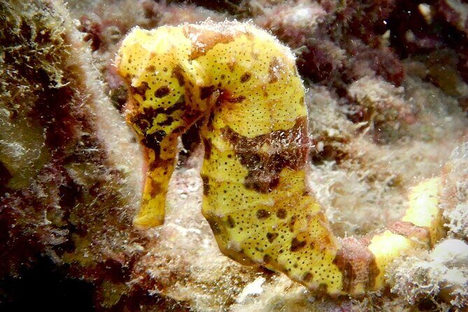 Diving for Certified Divers, 2 Tanks Sosúa Bay - An In-Depth Look at the Sosúa Bay Diving Tour