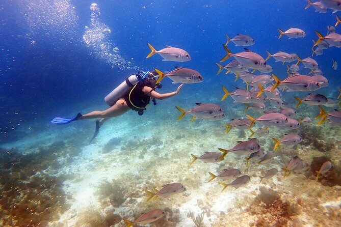 Diving in Cancun for Certified Divers | 2 Dives | All Inclusive - Key Points