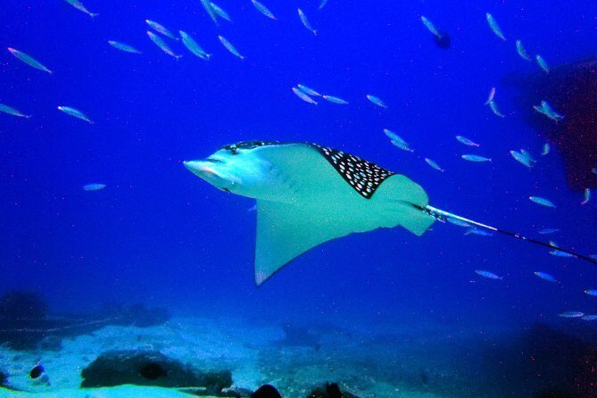 Diving in Cancun for Certified Divers | 2 Dives | All Inclusive - Real Experiences from Divers