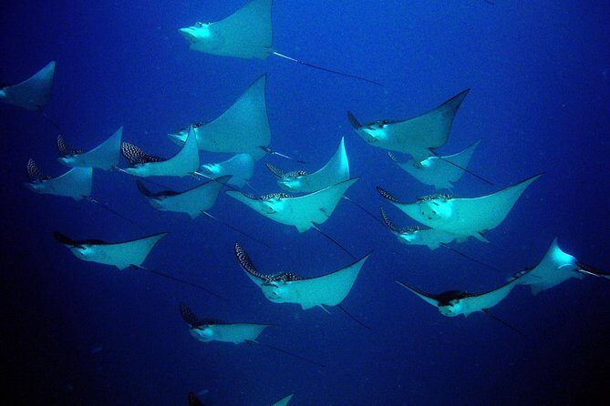 Diving in Cancun for Certified Divers | 2 Dives | All Inclusive - The Value of This Tour