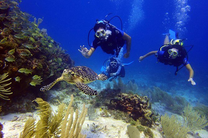Diving in Cancun for Certified Divers | 2 Dives | All Inclusive - Who Should Book This Tour?