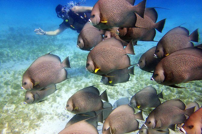 Diving in Cancun for Certified Divers | 2 Dives | All Inclusive - FAQs