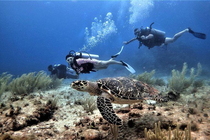 Diving in Cancun Underwater Museum of Art - A Detailed Look at the Tour