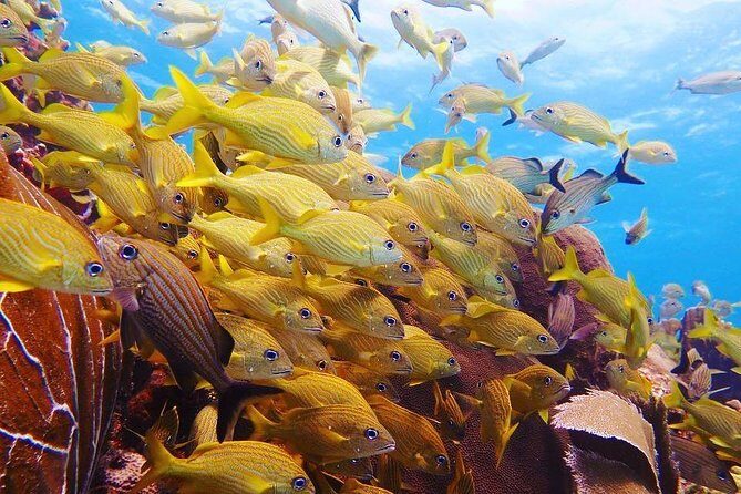Diving in Cancun Underwater Museum of Art - What Travelers Say