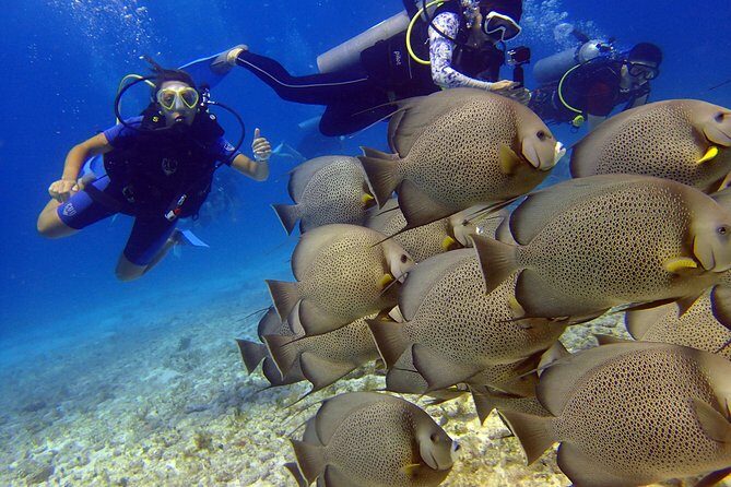 Diving in the Mexican Caribbean for Beginners | 2 Tanks 2 Dives | All Inclusive - The Sum Up: Who Should Consider This Tour?