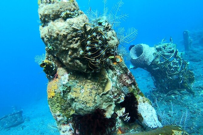 Diving in Tulamben - What to Expect From the Tour