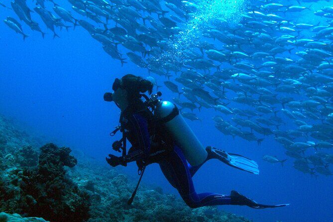 Diving initiation - What to Expect During the Tour
