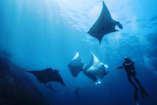 Diving with Manta Ray at Nusa Penida - Introduction