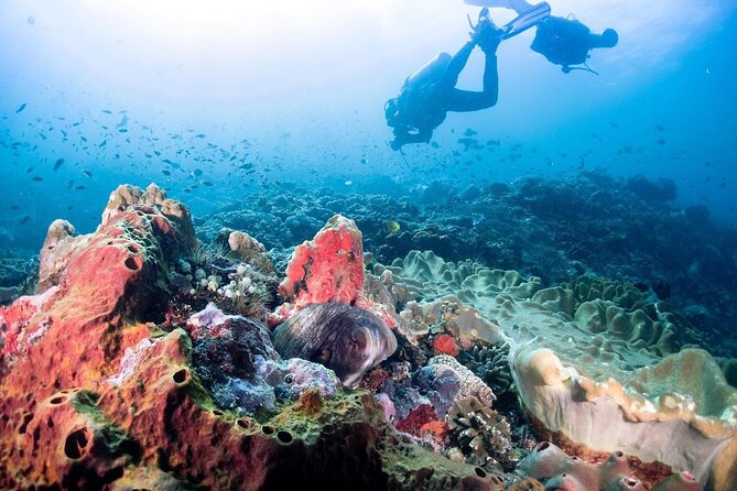 Diving with Manta Ray at Nusa Penida - A Closer Look at the Experience