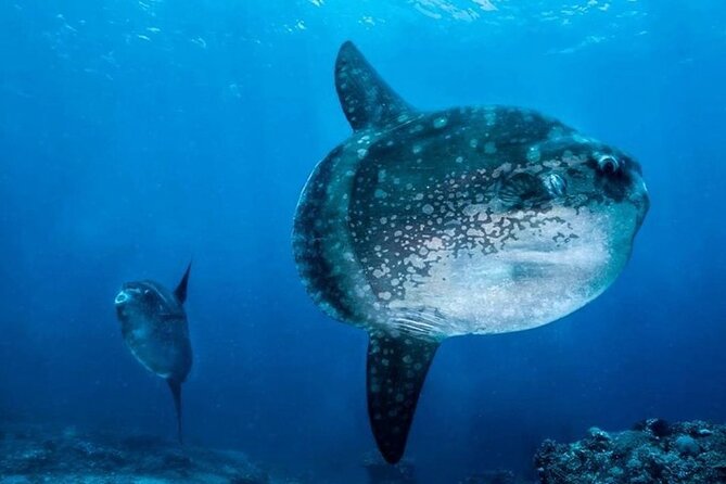 Diving with Manta Ray at Nusa Penida - FAQ