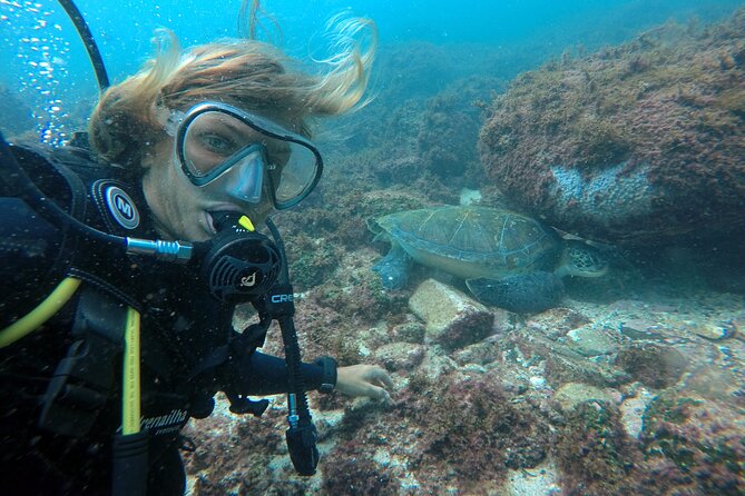 Diving With Turtles in Floripa - Encountering Turtles Underwater