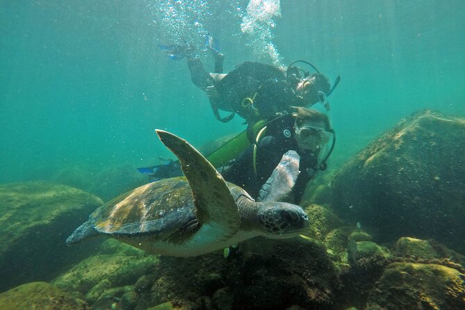 Diving With Turtles in Floripa - Admiring the Marine Ecosystem