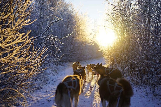 Dog Sled Tour and Husky Cuddles - Cozy Storytelling in the Sámi Lavvu