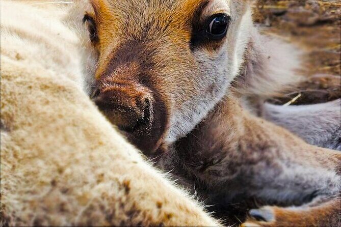 Dog Sledding and Animal Encounters Tour from Anchorage - The Experience in Detail
