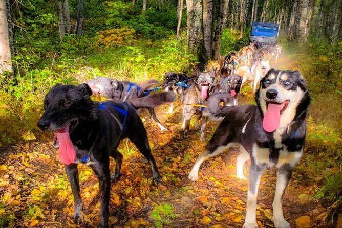 Dog Sledding and Animal Encounters Tour from Anchorage - Who Should Consider This Tour?