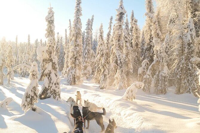 Dog Sledding and Animal Encounters Tour from Anchorage - Final Thoughts