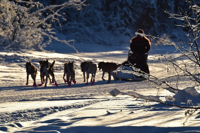 Dog Sledding and Mushing Experience in North Pole - Authenticity and the Value of a Guided Tour