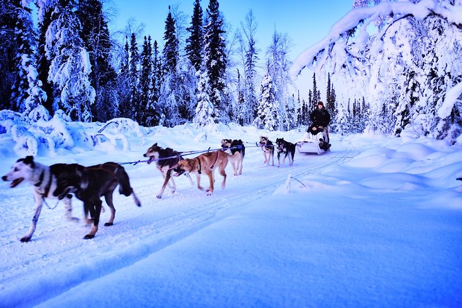 Dog Sledding and Mushing Experience in North Pole - Who Will Love This Tour?