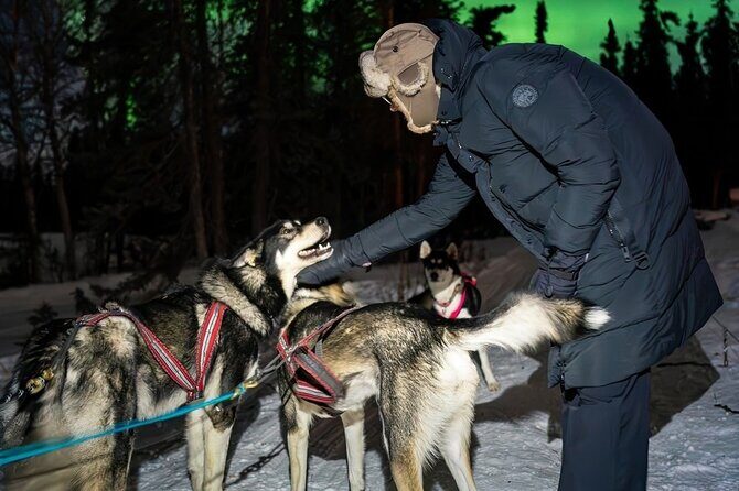 Dog Sledding and Northern Lights Combo Night - The Itinerary and What to Expect