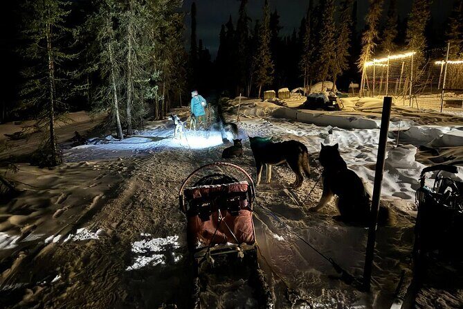 Dog Sledding and Northern Lights Combo Night - Who Will Love It?