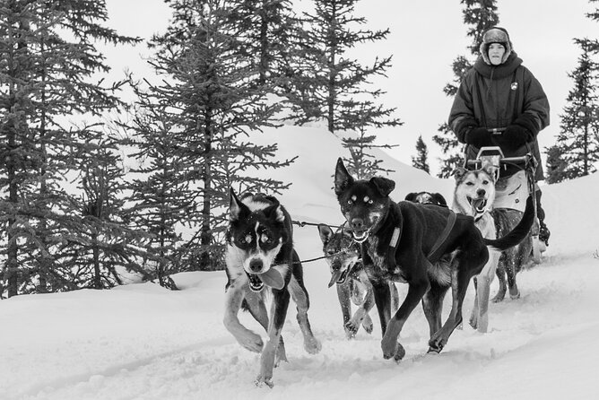 Dog Sledding - Subarctic Wilderness Tour - Interaction and Comfort