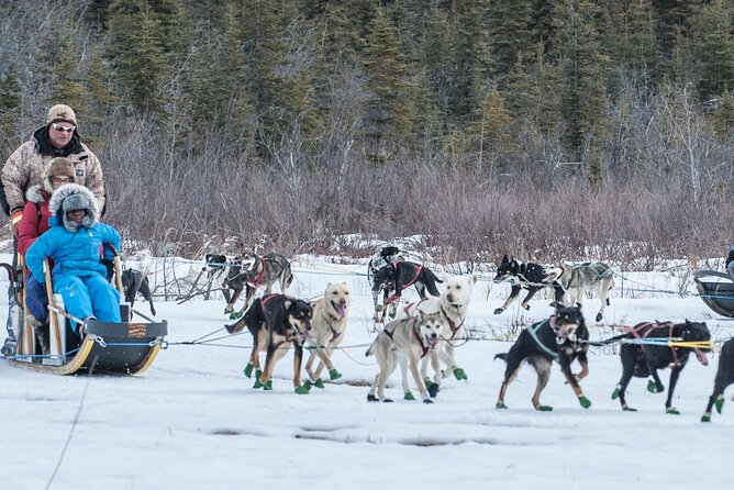 Dog Sledding - Subarctic Wilderness Tour - In The Sum Up