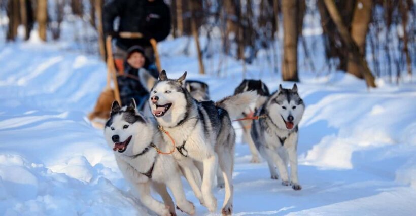 Dog Sledding , Terelj National park ,Chinggis Khaan statue - Key Points