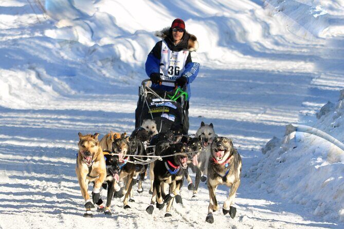 Dog Sledding with Alaskan Huskies - A Deeper Look at the Dog Sledding Adventure