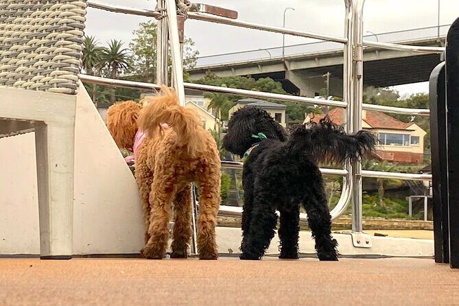 Dogs on Deck Harbour Cruise - FAQ
