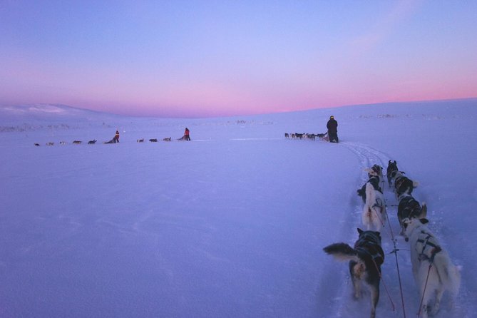 Dogsled Adventure Kiruna - Tour Inclusions and Experience