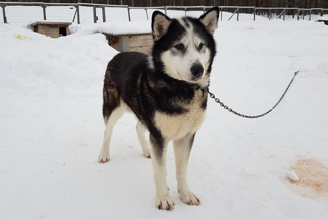 Dogsled Adventure Kiruna - Customer Ratings and Feedback