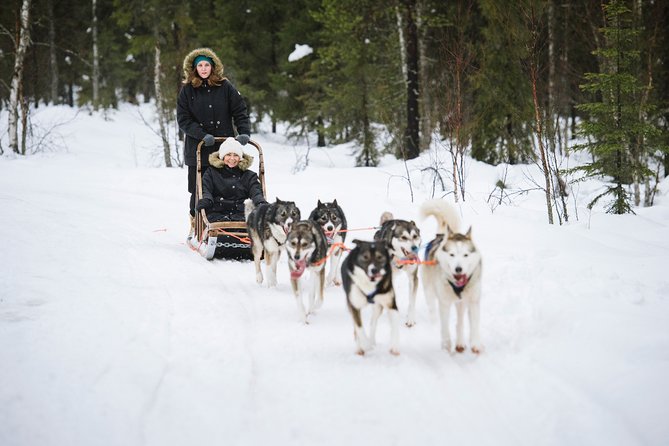 Dogsled Adventure Kiruna - Guides and Dog Care