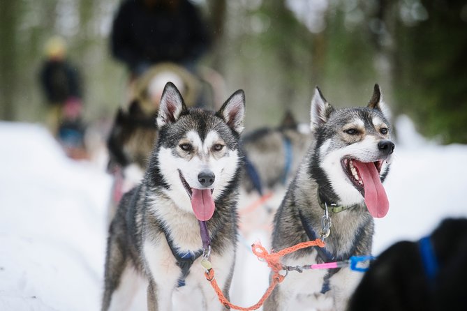 Dogsled Adventure Kiruna - Unique Experiences and Highlights