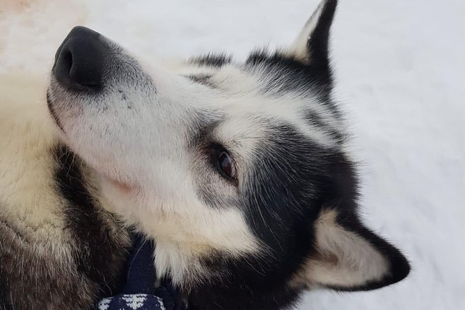 Dogsled Adventure Kiruna - Frequently Asked Questions