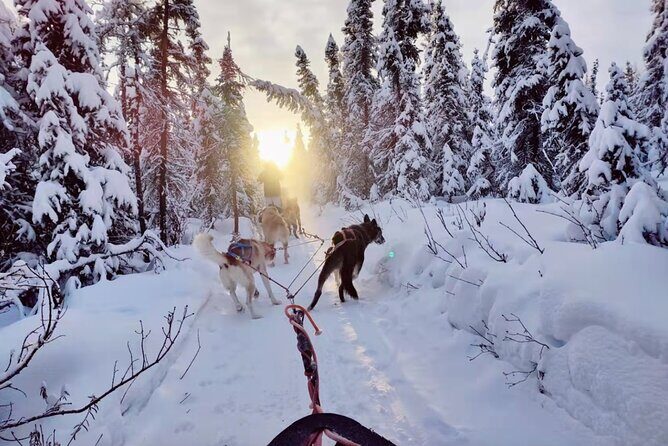 Dogsled Rides - What to Expect from a Dogsled Ride in Alaska