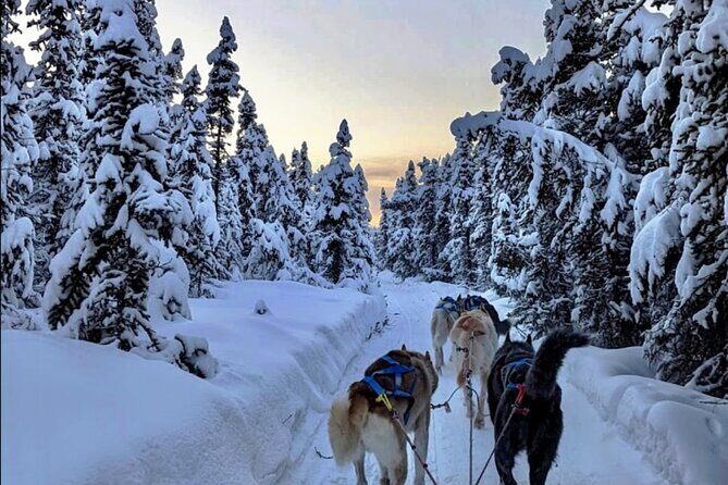 Dogsled Rides - Practical Details: Booking, Availability, and Conditions